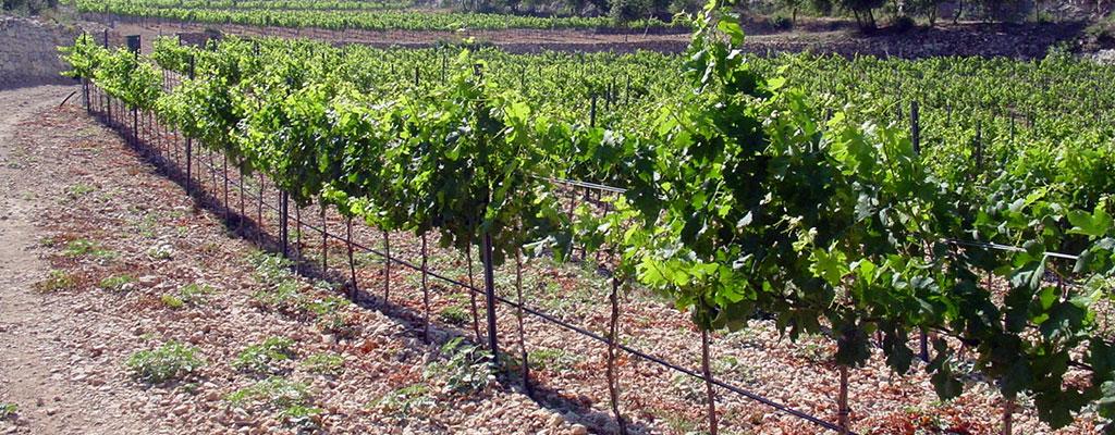 Barkan Merlot/Argaman 2023 – Israel Wine Girl